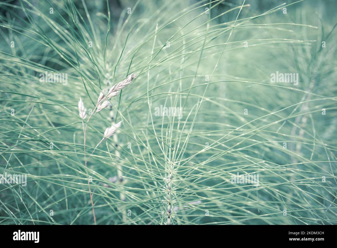 Roadside grasses in the summer in English countryside Stock Photo - Alamy