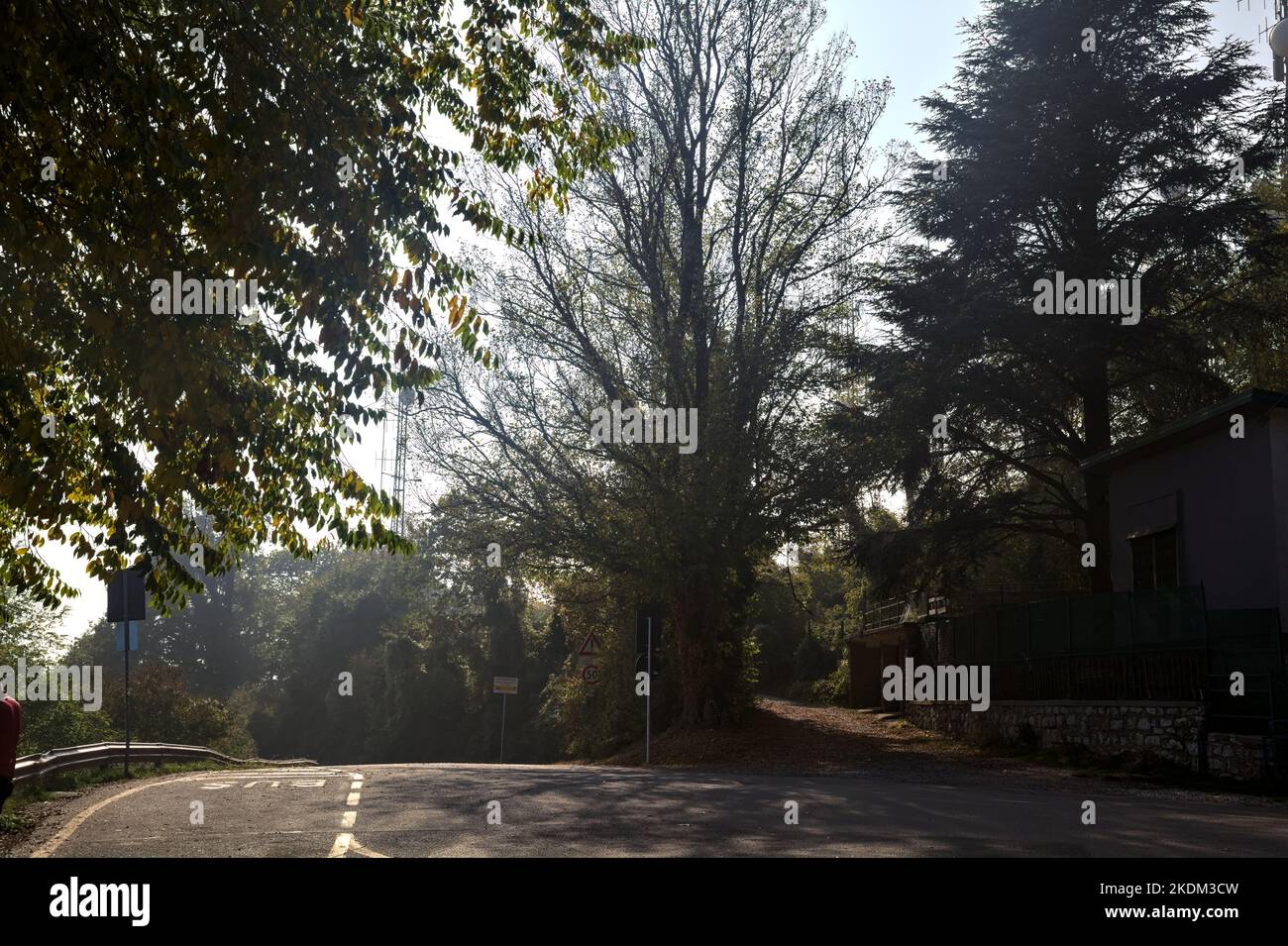 Fork forest path trees hi-res stock photography and images - Alamy
