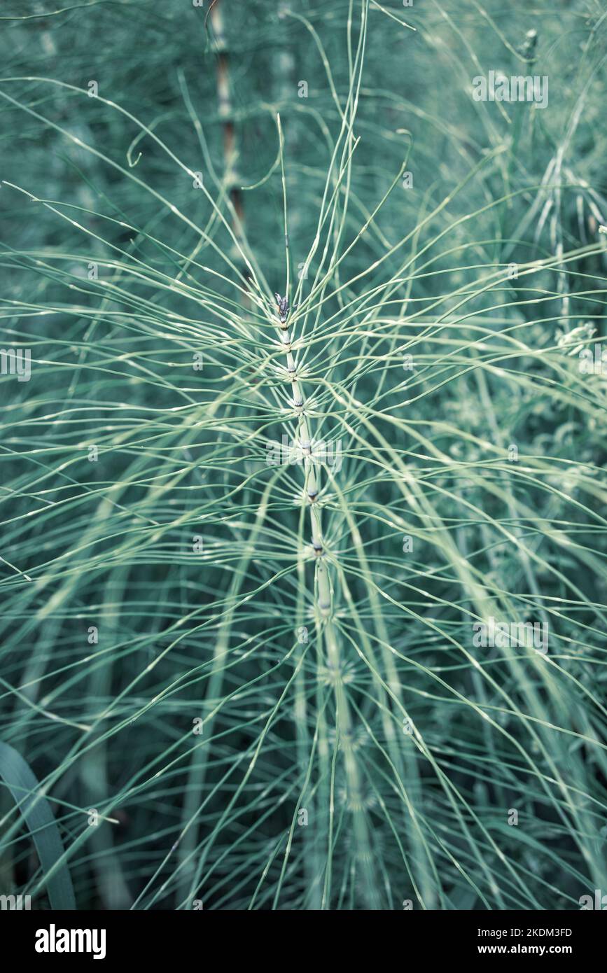 Roadside grasses in the summer in English countryside Stock Photo - Alamy