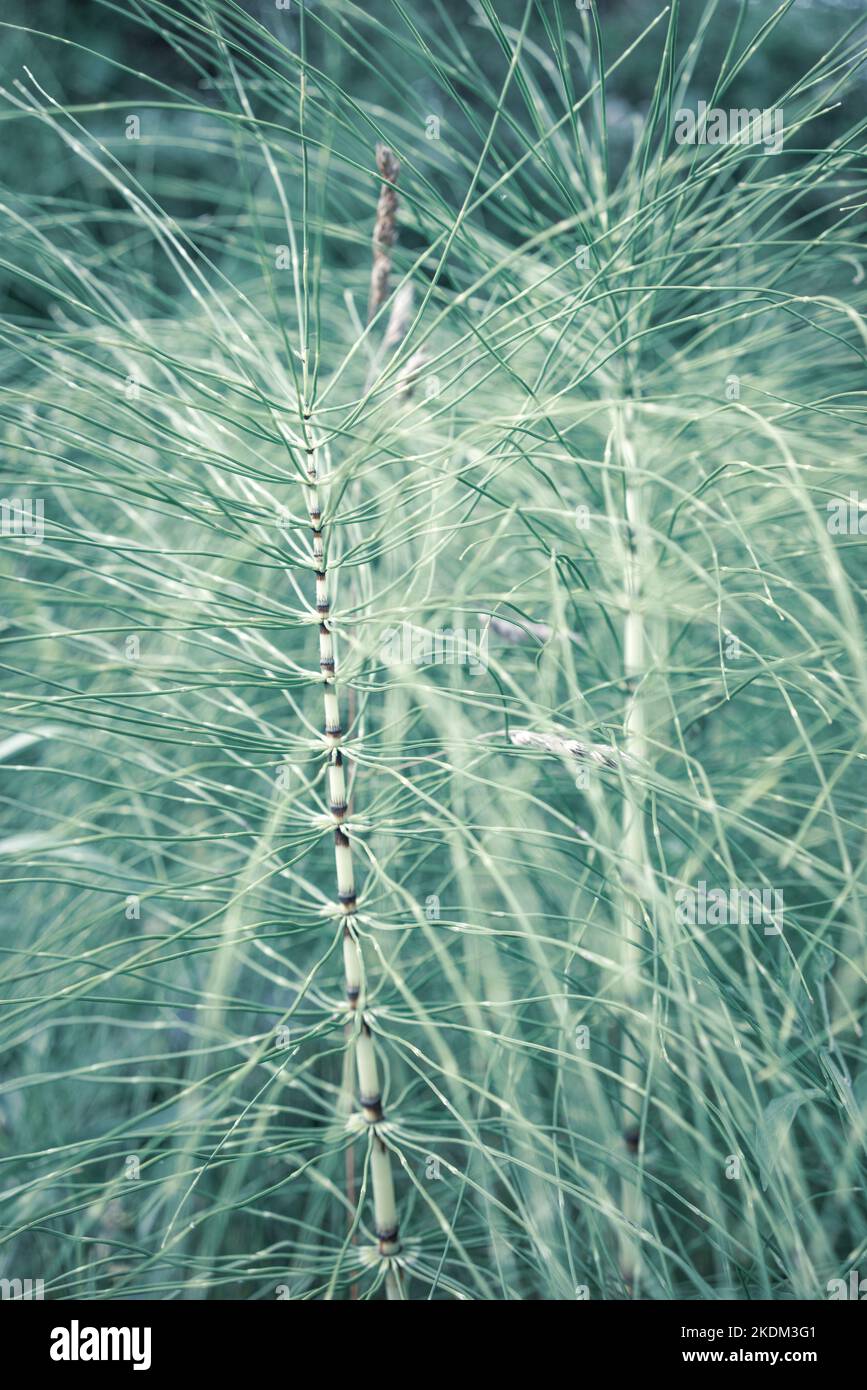 Roadside grasses in the summer in English countryside Stock Photo - Alamy