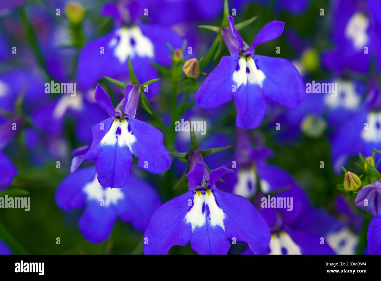 Lobelia is a genus of herbaceous plants in the bellflower family Stock ...