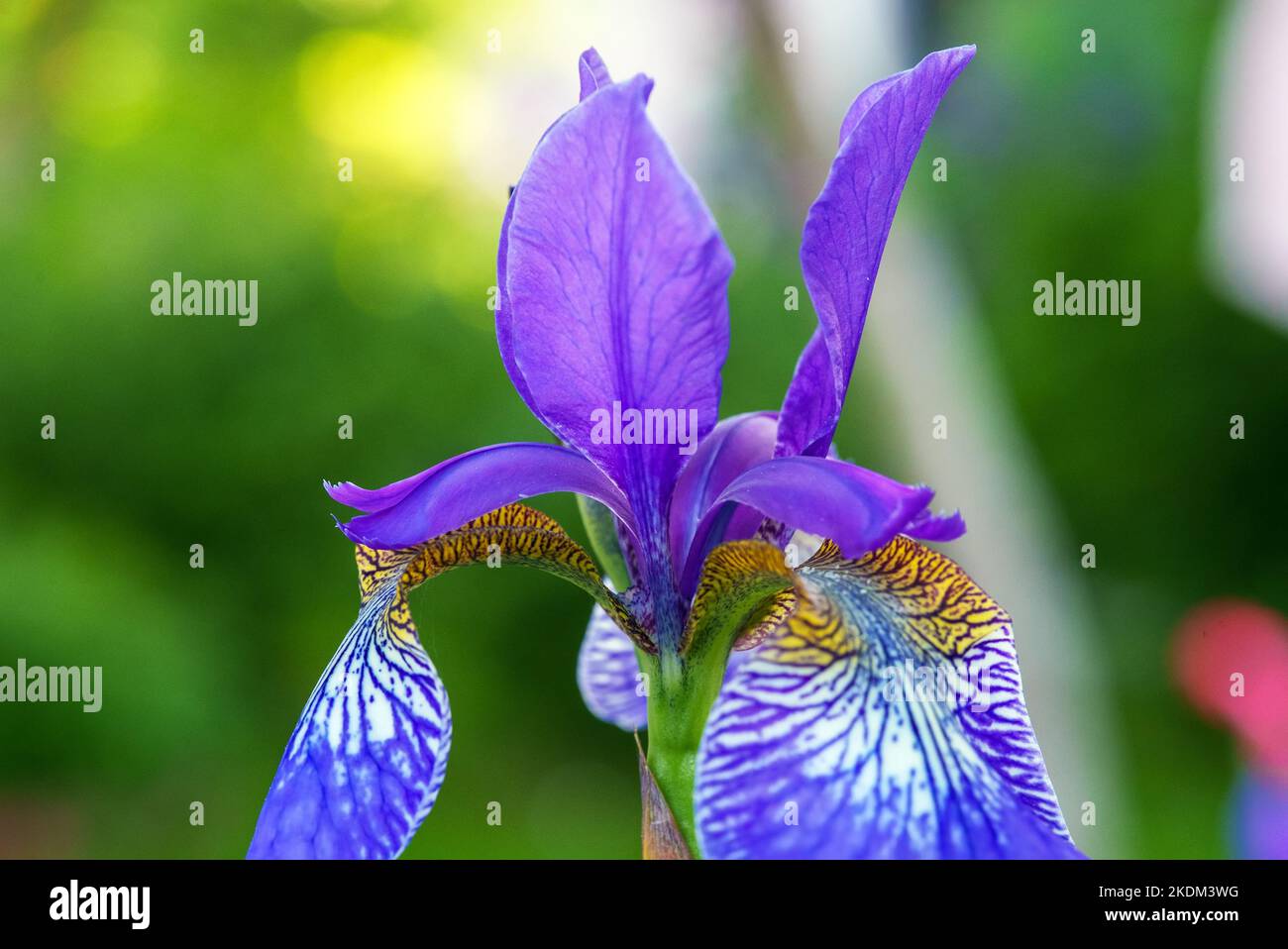 Lobelia is a genus of herbaceous plants in the bellflower family Stock ...