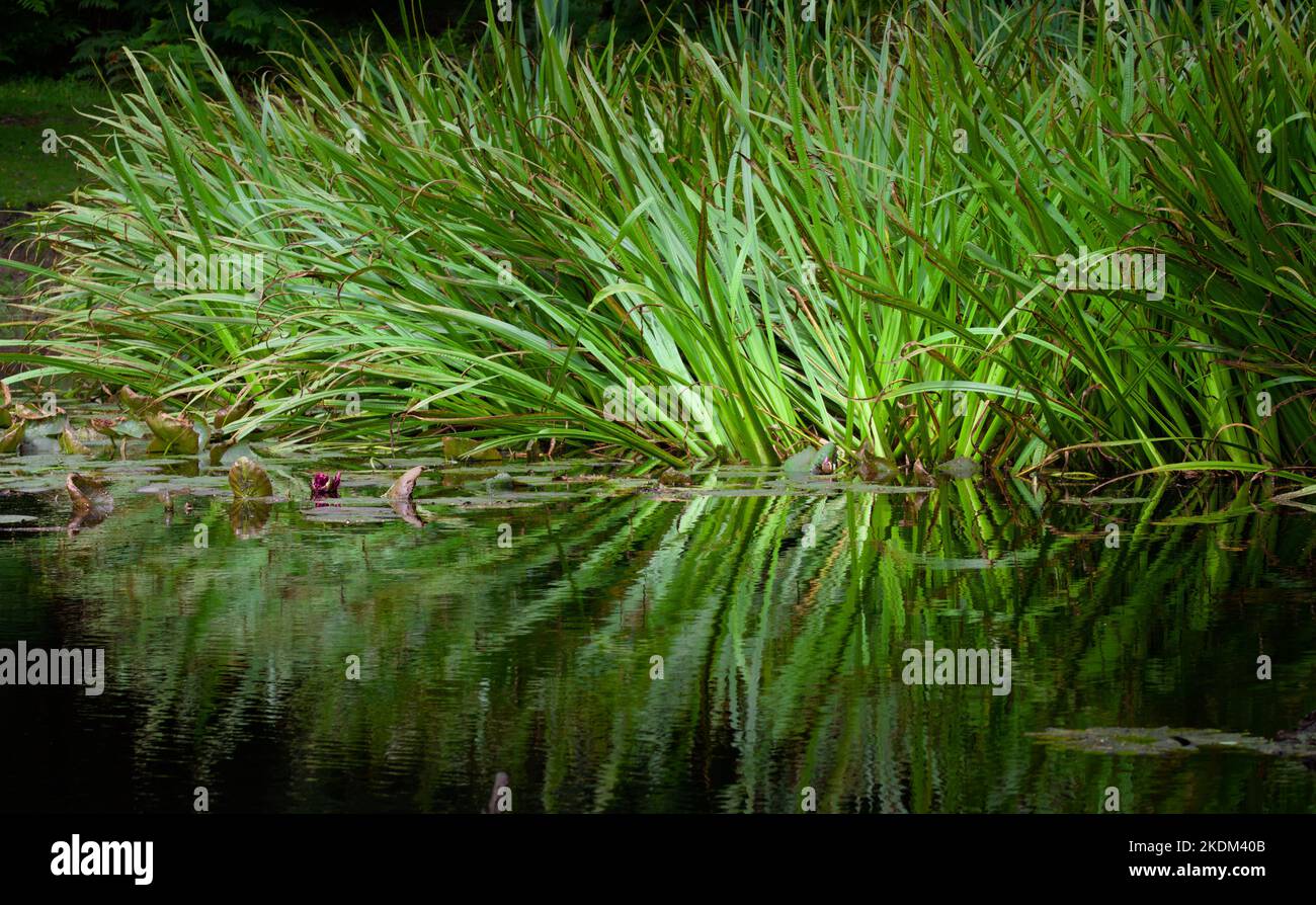 Green Reeds In The Sunlight With Reflection In A Dark Pool, New Forest ...