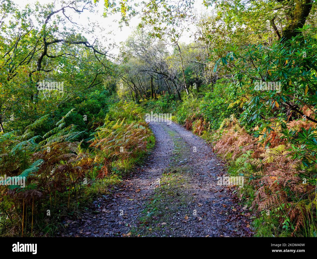 Walking path through the forest near the village of Tighnabruaich ...
