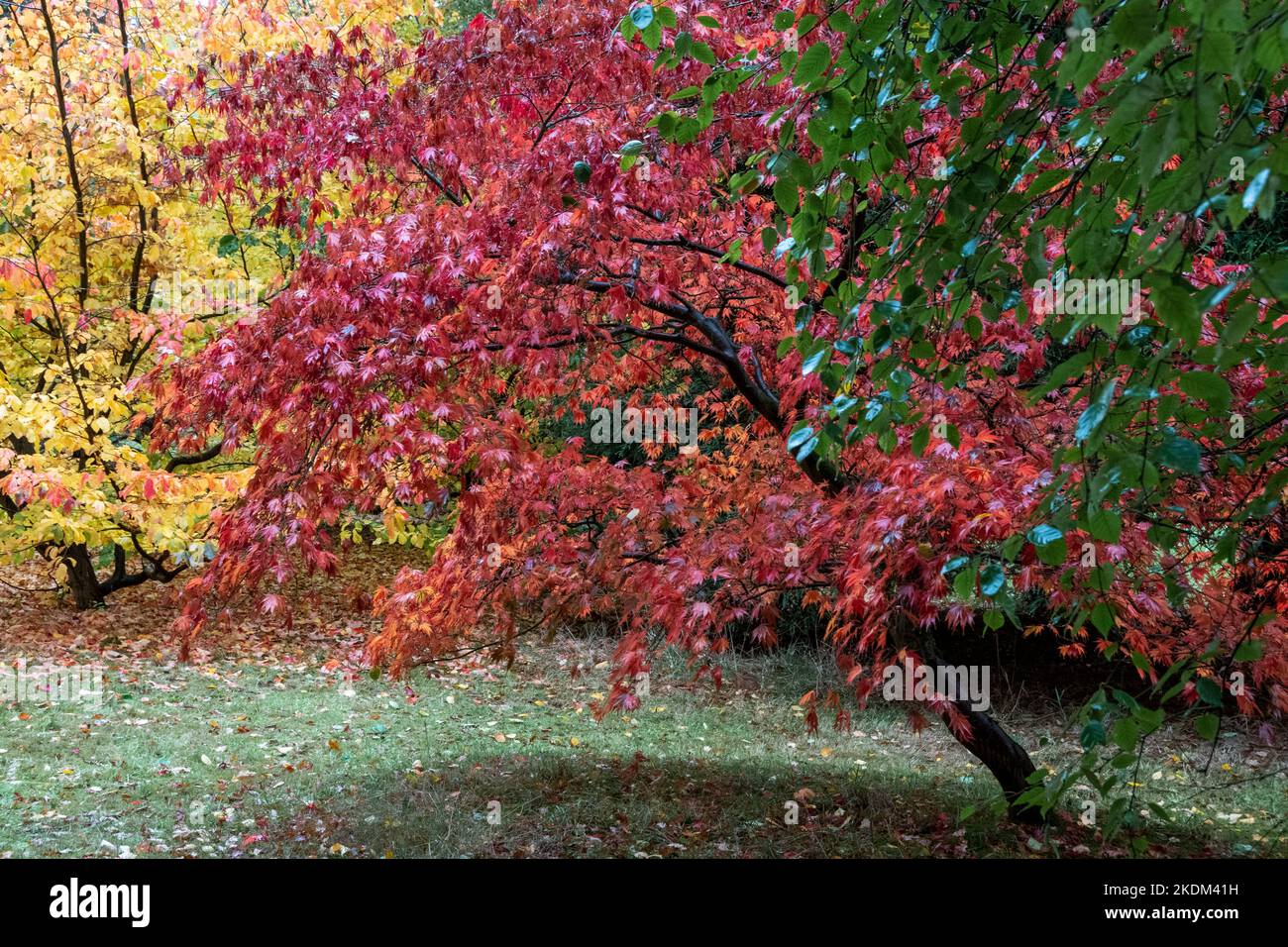 A small acer tree with its autumn colors before the leaves fall Stock ...