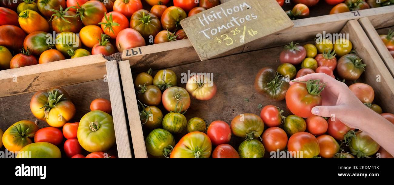 Hand holding fresh ripe heirloom tomato at farmers market garden ...
