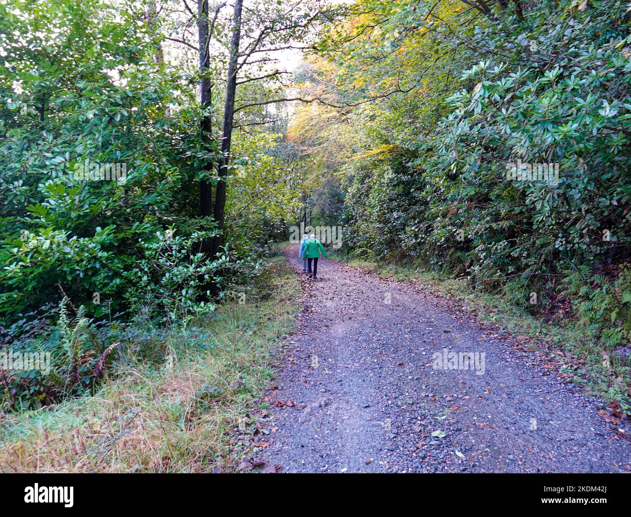 Two mature women hiking through the forest on the Cowal peninsula ...