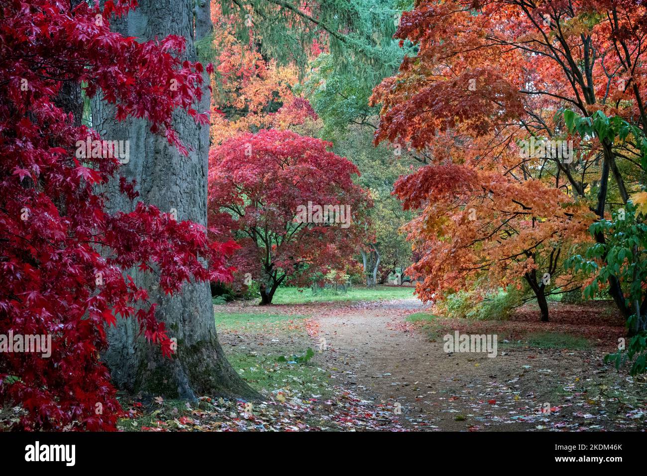 Acer trees in their full colors of the autumn season Stock Photo - Alamy