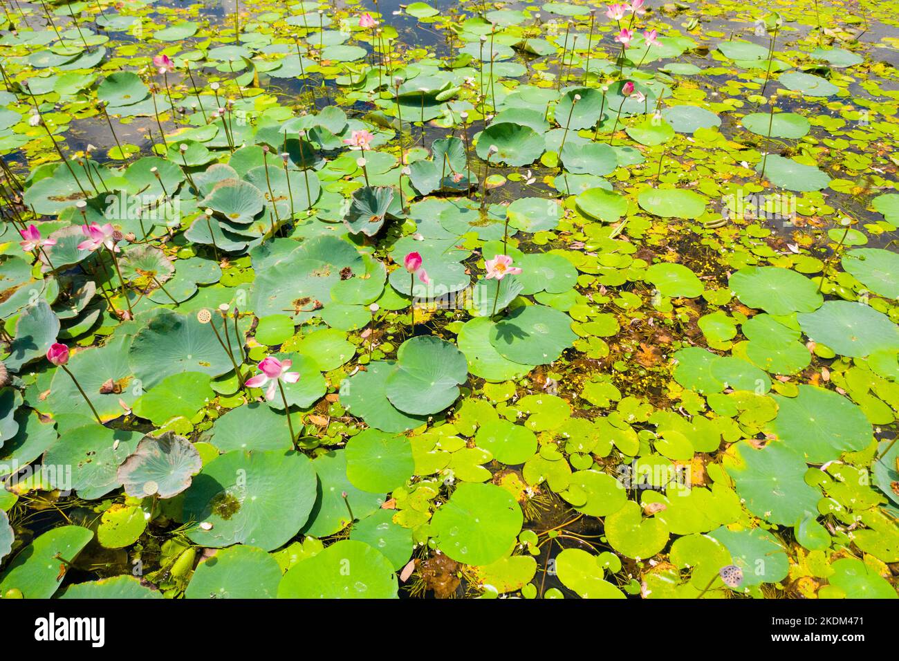 Top view of Lake with lotuses and aquatic plants in the national park ...