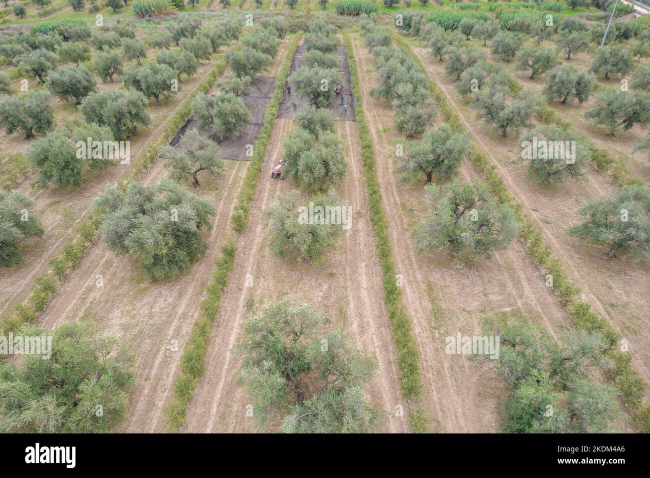 Aerial view of olive grove in apulia, southern italy Stock Photo - Alamy