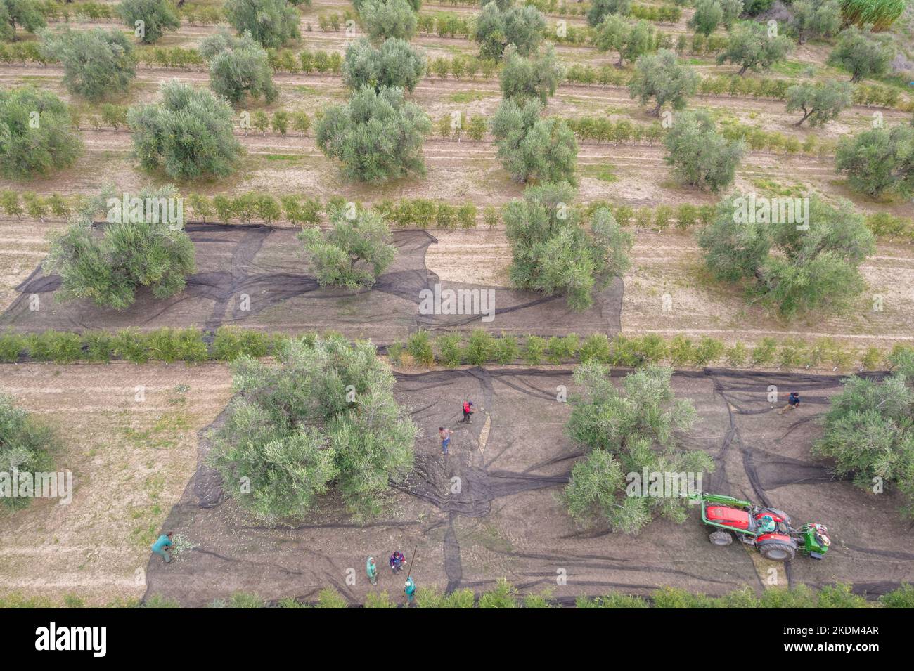 Aerial view of olive grove in apulia, southern italy Stock Photo - Alamy