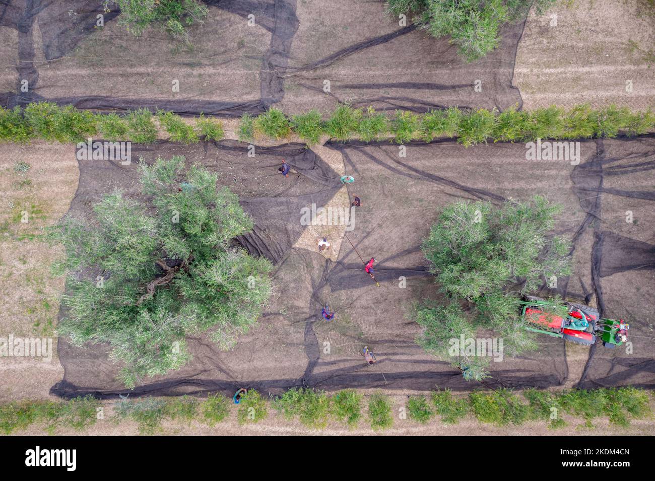 Aerial view of olive grove in apulia, southern italy Stock Photo - Alamy