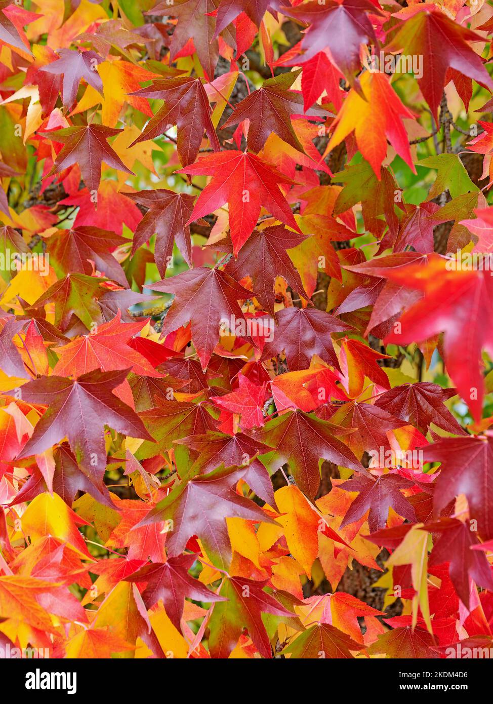 American sweetgum tree hi-res stock photography and images - Alamy