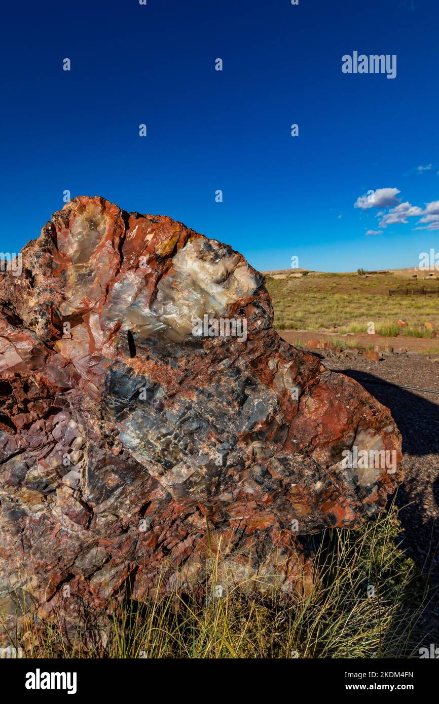 Beautiful petrified wood of the Rainbow Forest along the Giant Logs ...