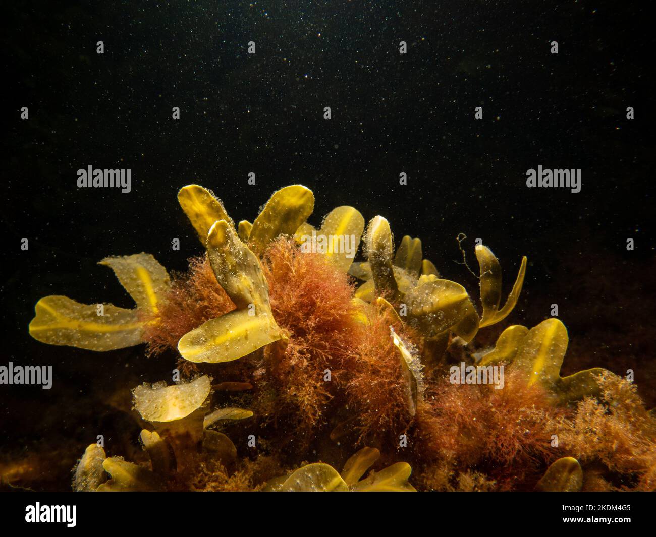 close up of bladderwrack, also known as bladder fucus, pop weed, cut ...