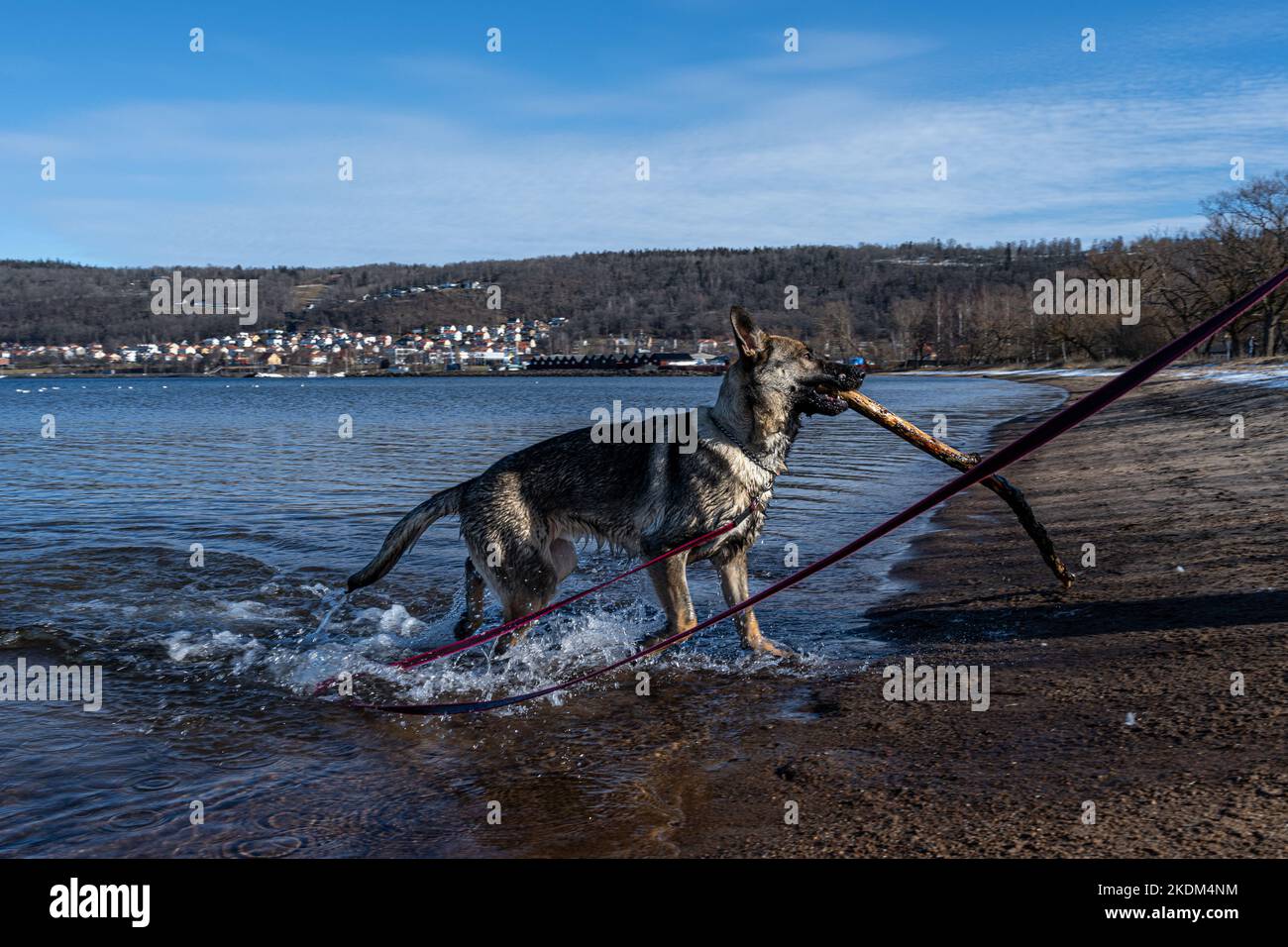 A young happy German Shepherd plays on a beach. Sable colored working ...
