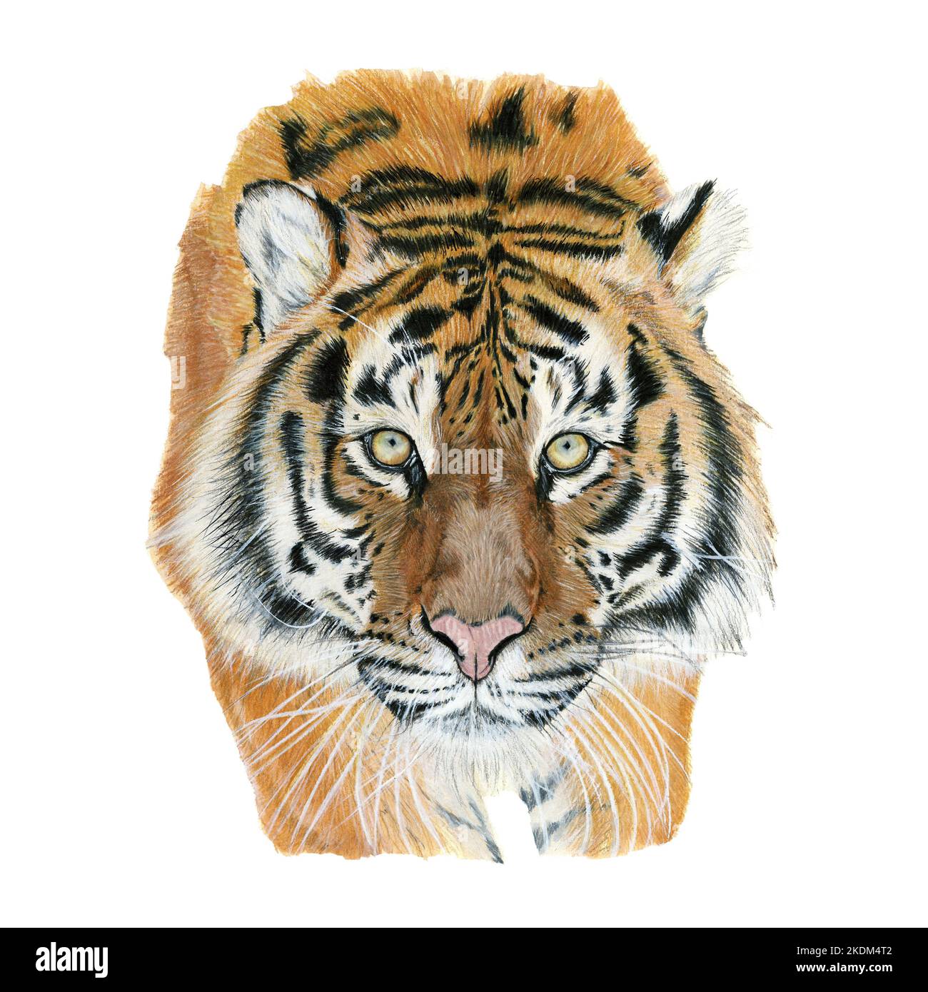 Tiger drawn in watercolor. Illustration of portrait on a white ...