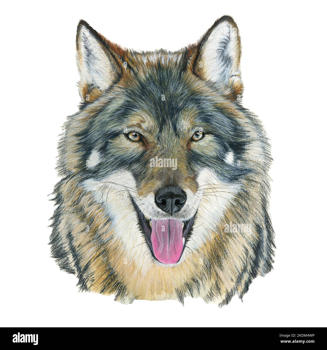 Wolf drawn in watercolor. Illustration of portrait on a white ...