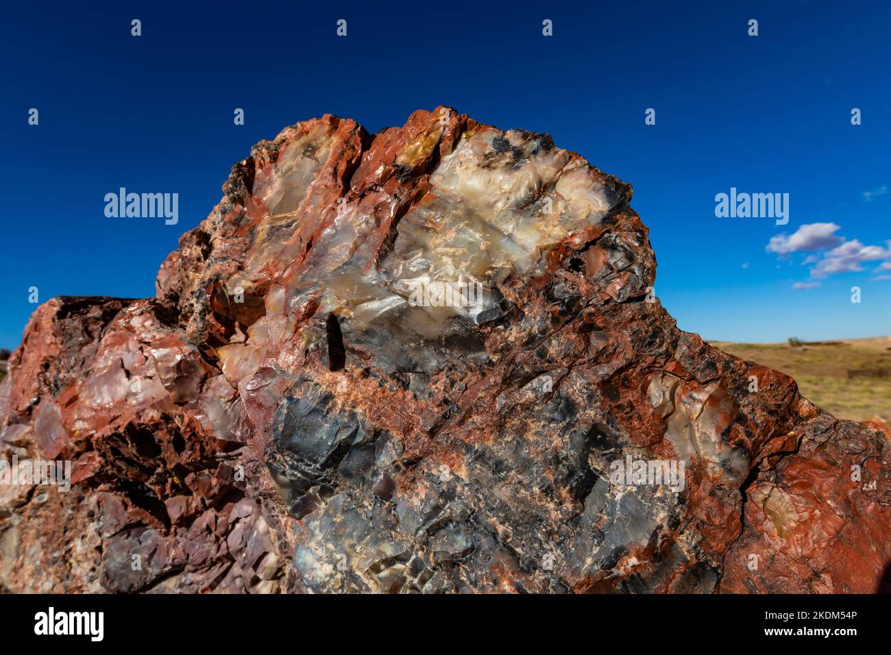 Beautiful petrified wood of the Rainbow Forest along the Giant Logs ...