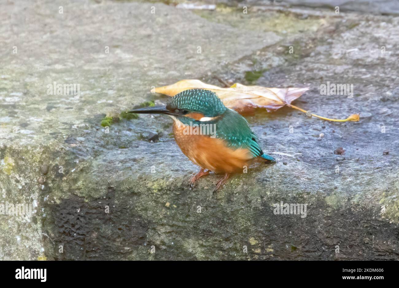 Kingfisher looking into the river for fish taken at Bradford on avon on ...