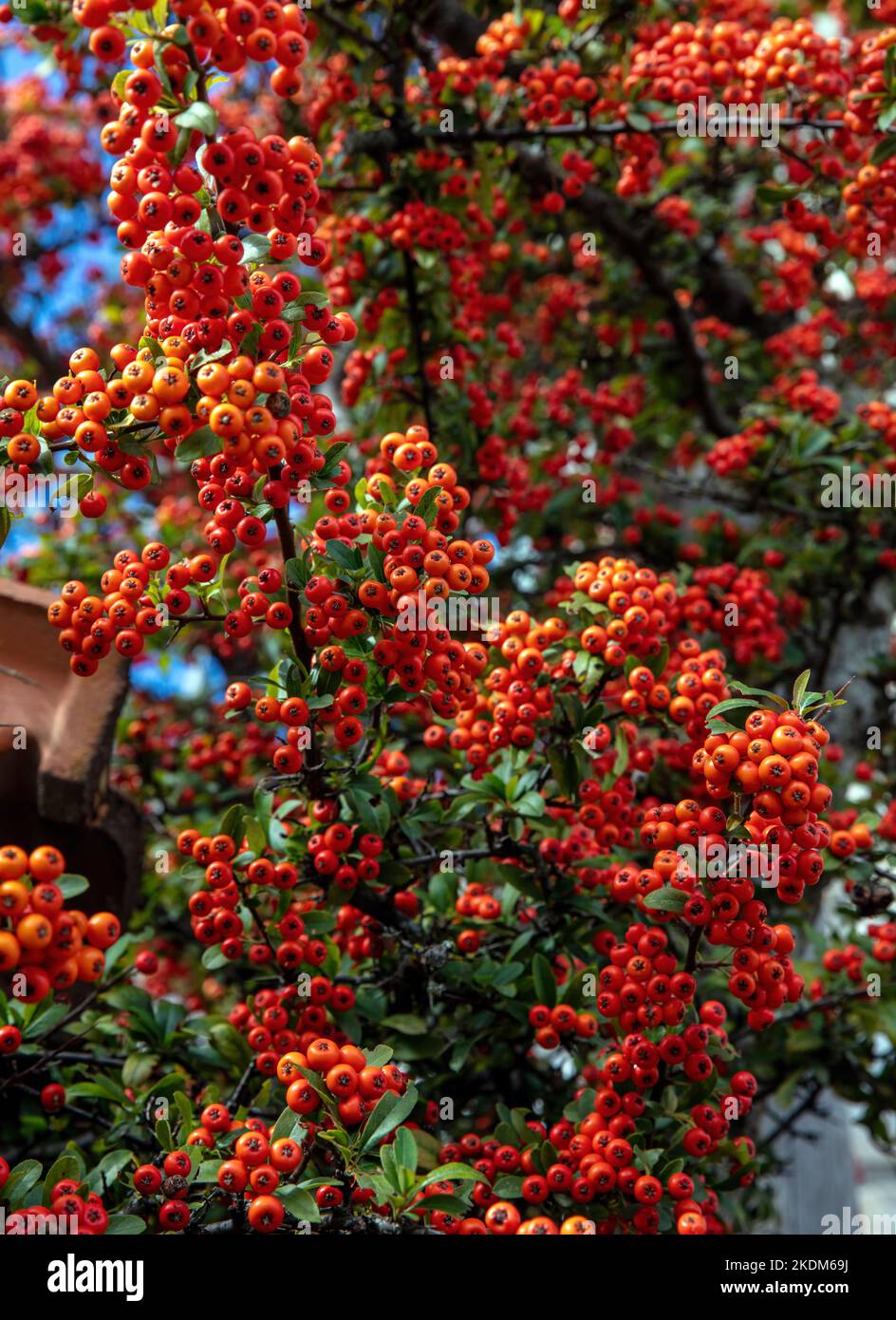 Pyracantha Firethorn shrub background. Evergreen plant with bright red ...