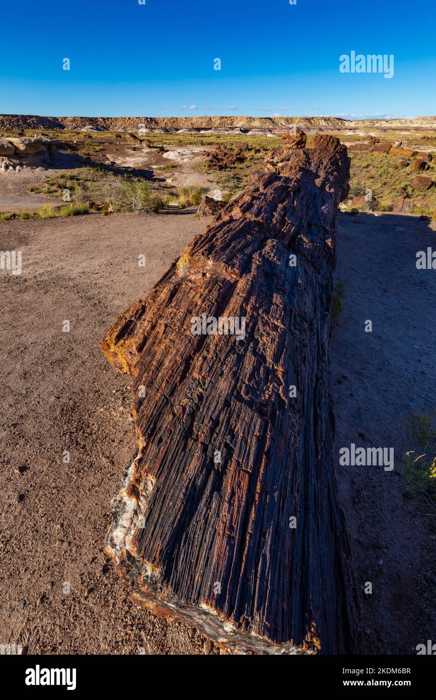 Beautiful petrified wood of the Rainbow Forest along the Giant Logs ...