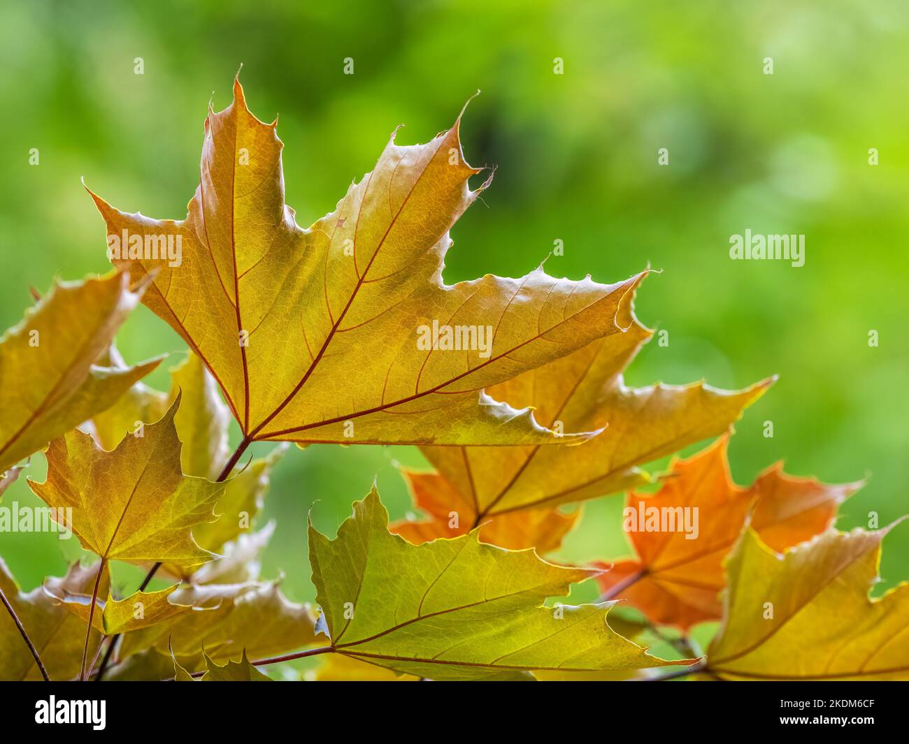 Tree branch with dark red leaves, Acer platanoides, the Norway maple ...
