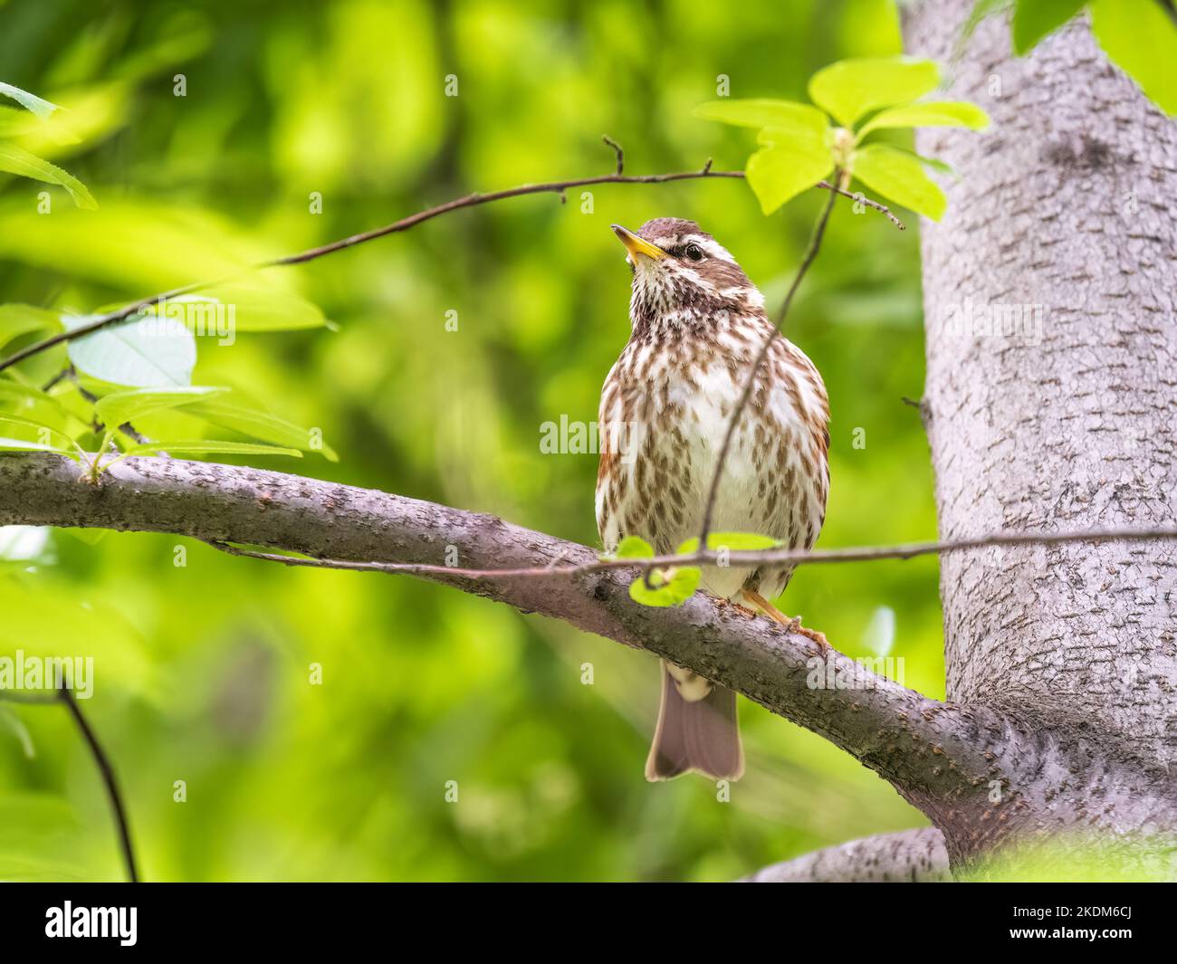 Wood bird Redwing, Turdus iliacus, sits on tree branch. Small thrush ...