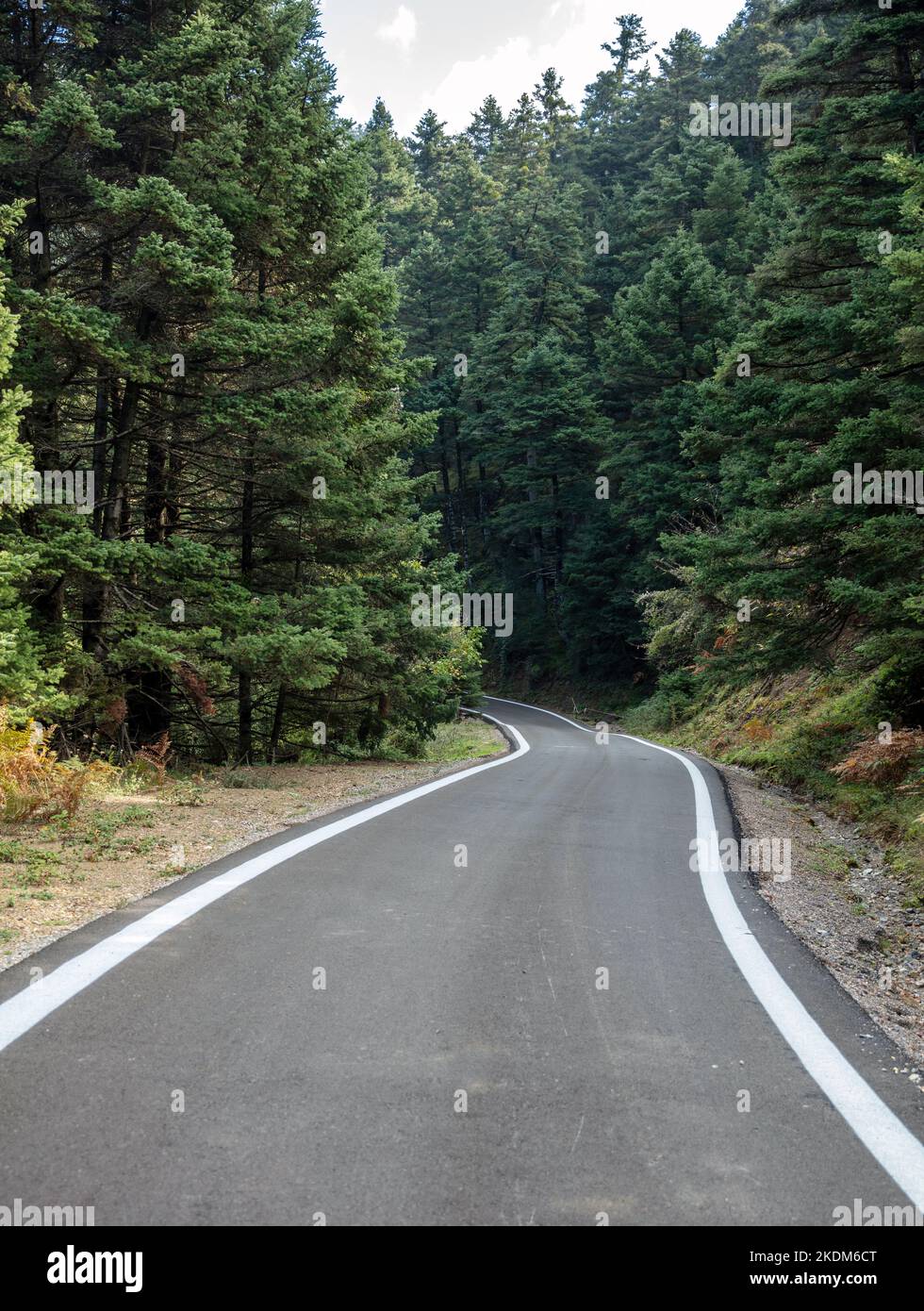 Mountain forest drive hi-res stock photography and images - Alamy