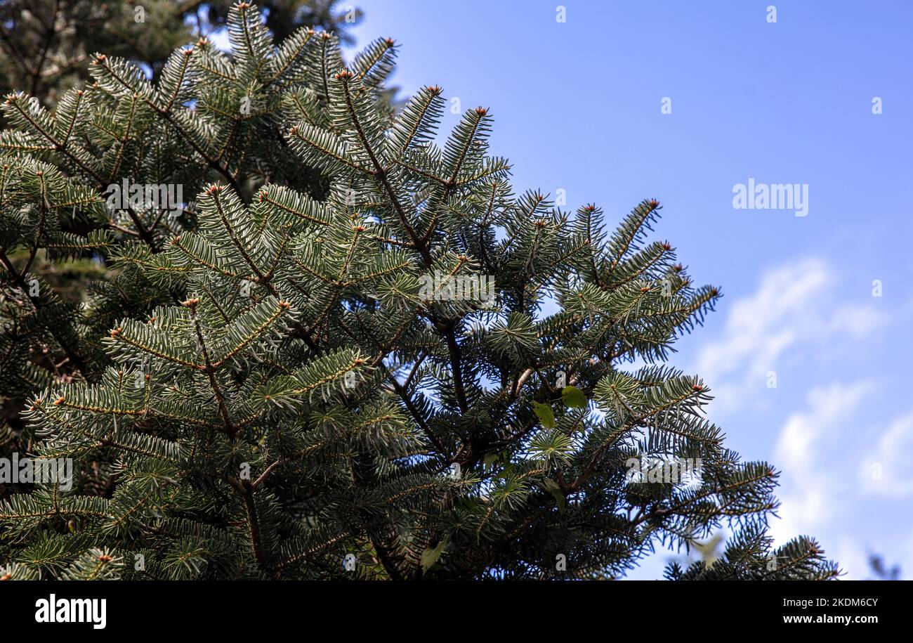Fir tree branch close up, under view, blue sky background, copy space ...
