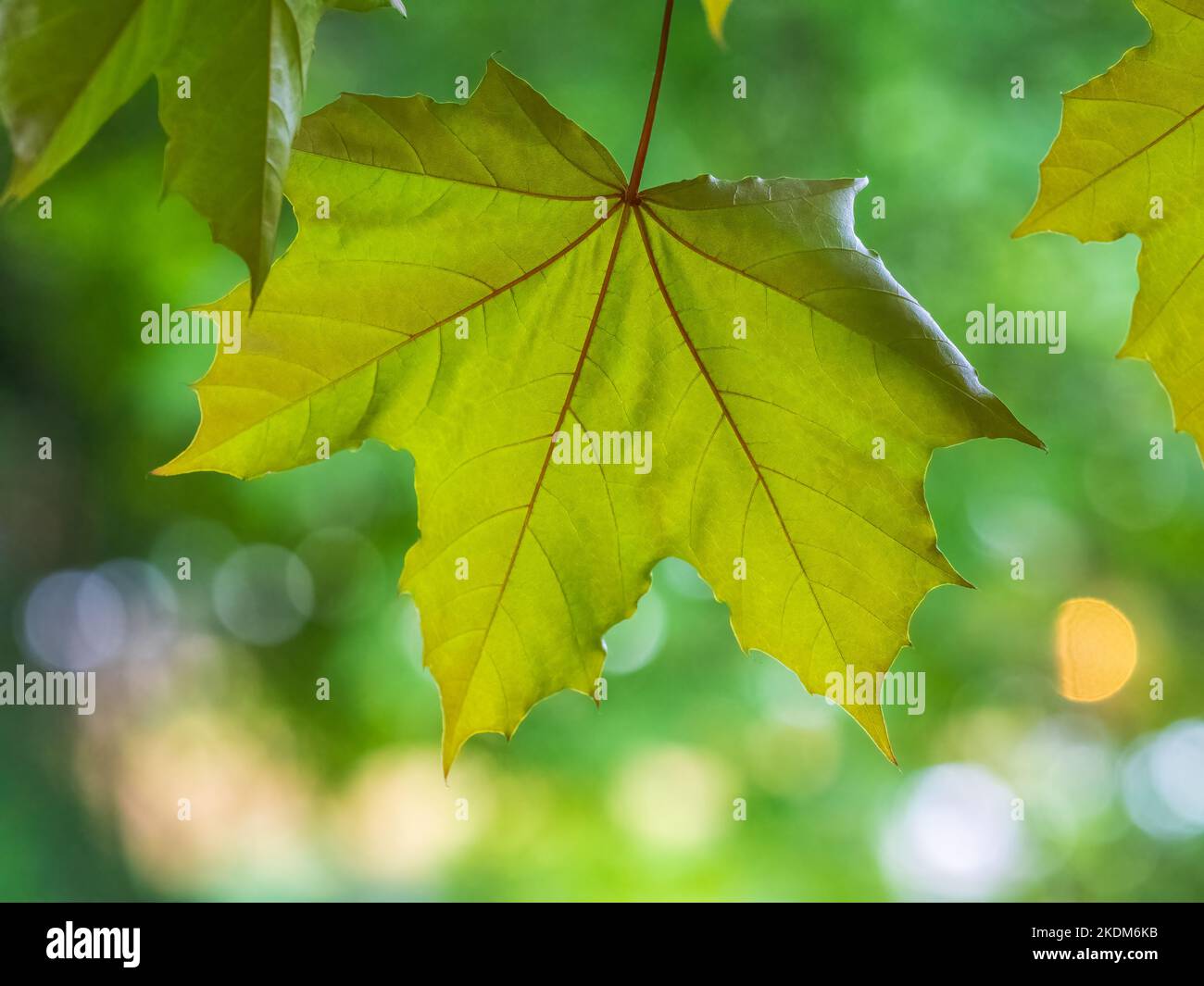 Spring branches of maple tree with fresh green leaves. Spring ...