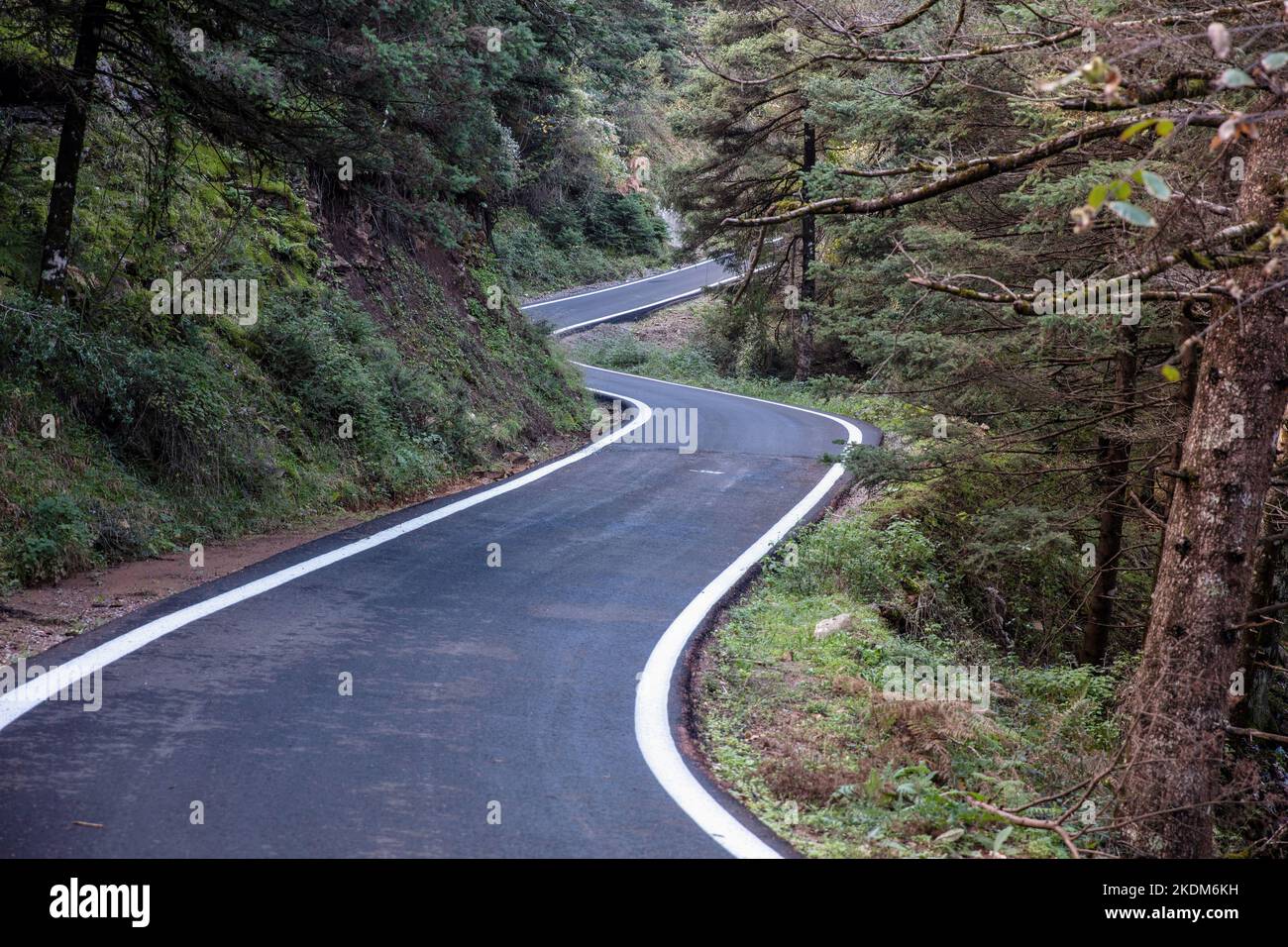 Winding road crossing fir forest. Empty asphalt route, Travel in Europe ...