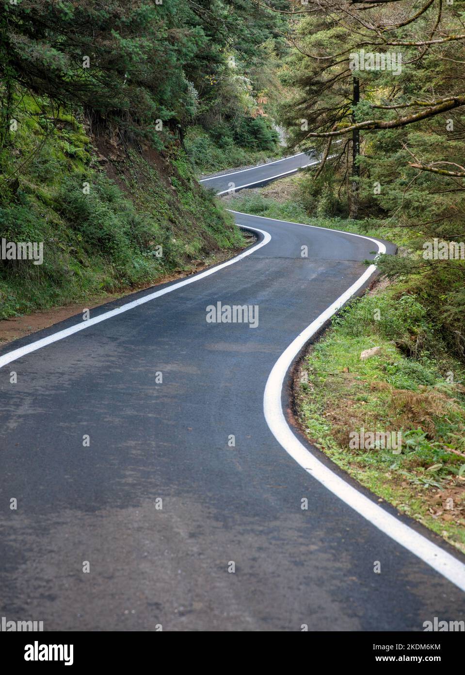 Empty asphalt road crossing fir forest. Winding way, Travel in Europe ...