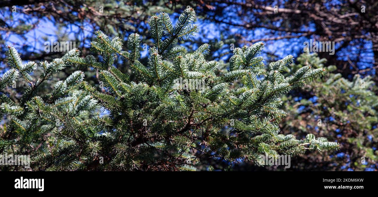 Fir tree branch close up, under view, Spruce needles, evergreen plant ...