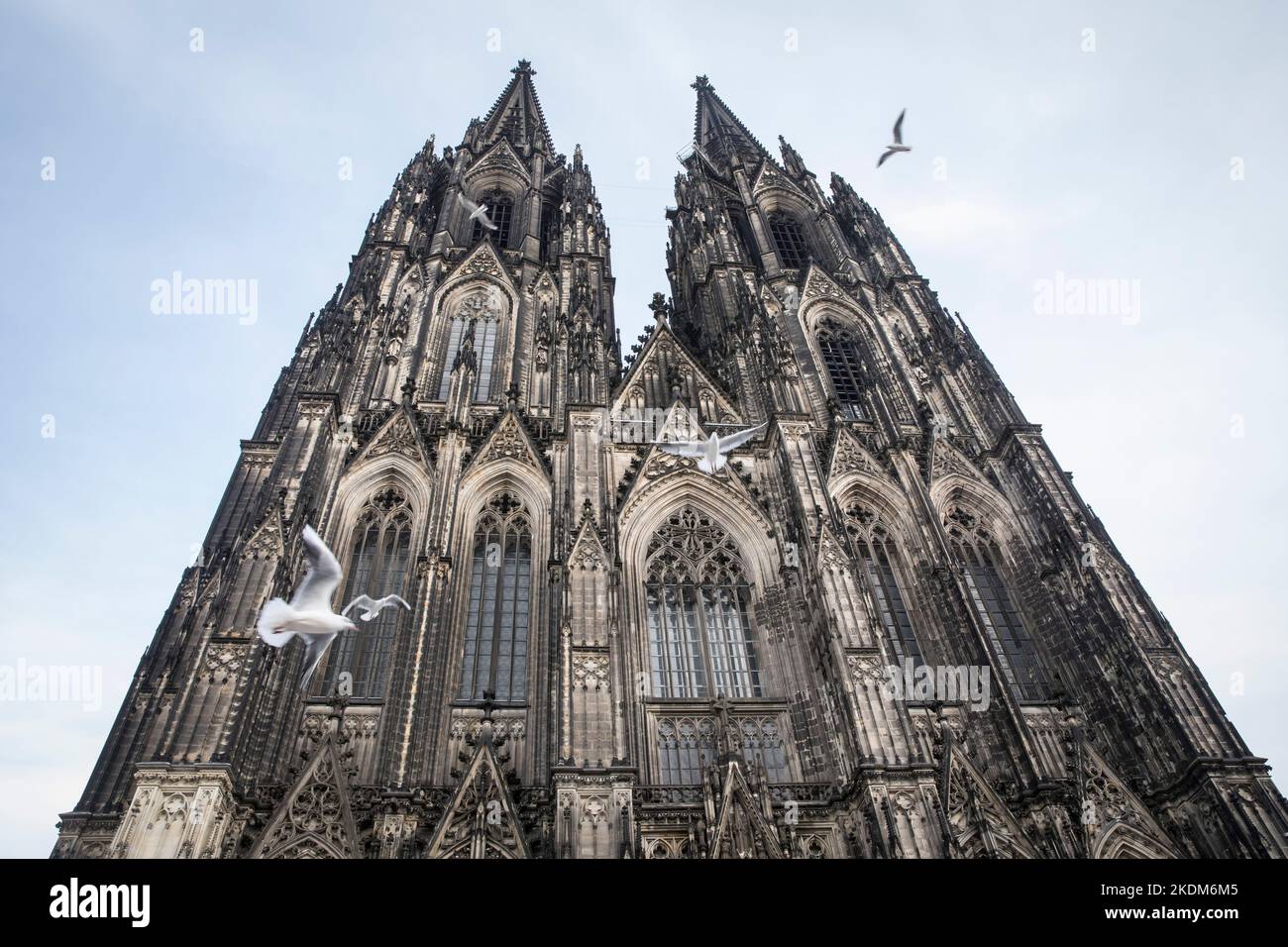 gulls in front of the west facade of the cathedral, Cologne, Germany ...