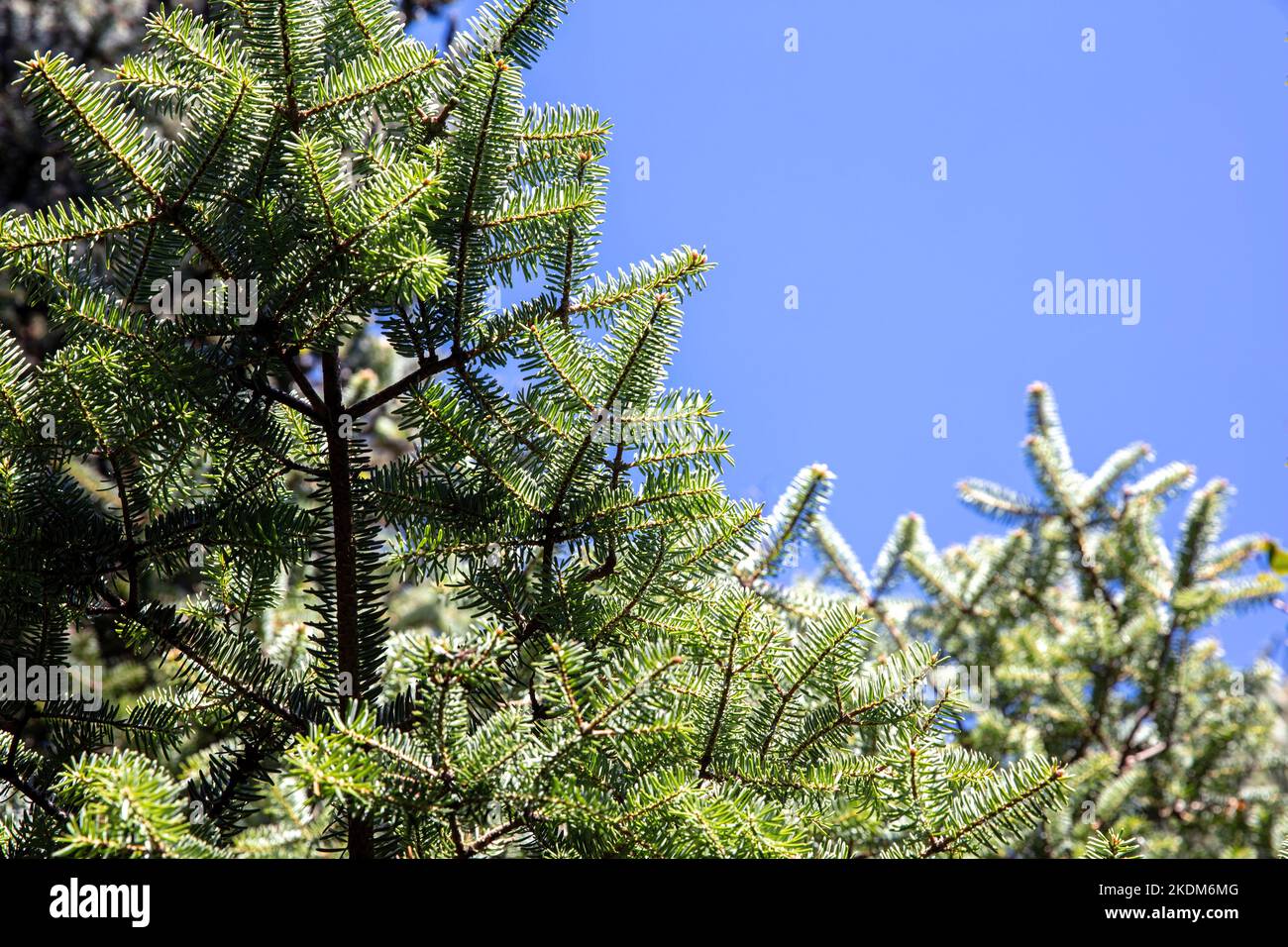 Fir tree branch close up, under view, blue sky background, copy space ...