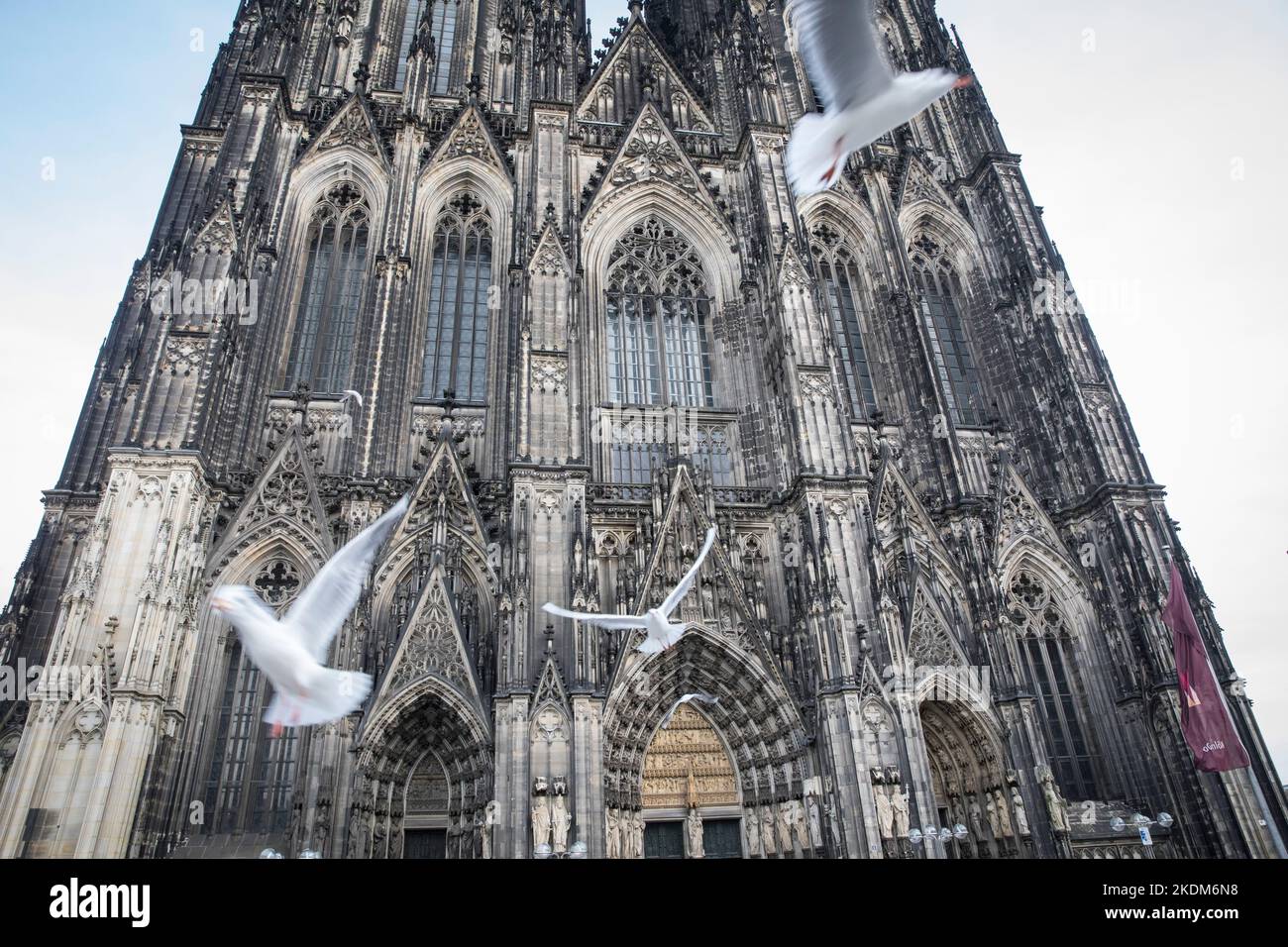 gulls in front of the west facade of the cathedral, Cologne, Germany ...