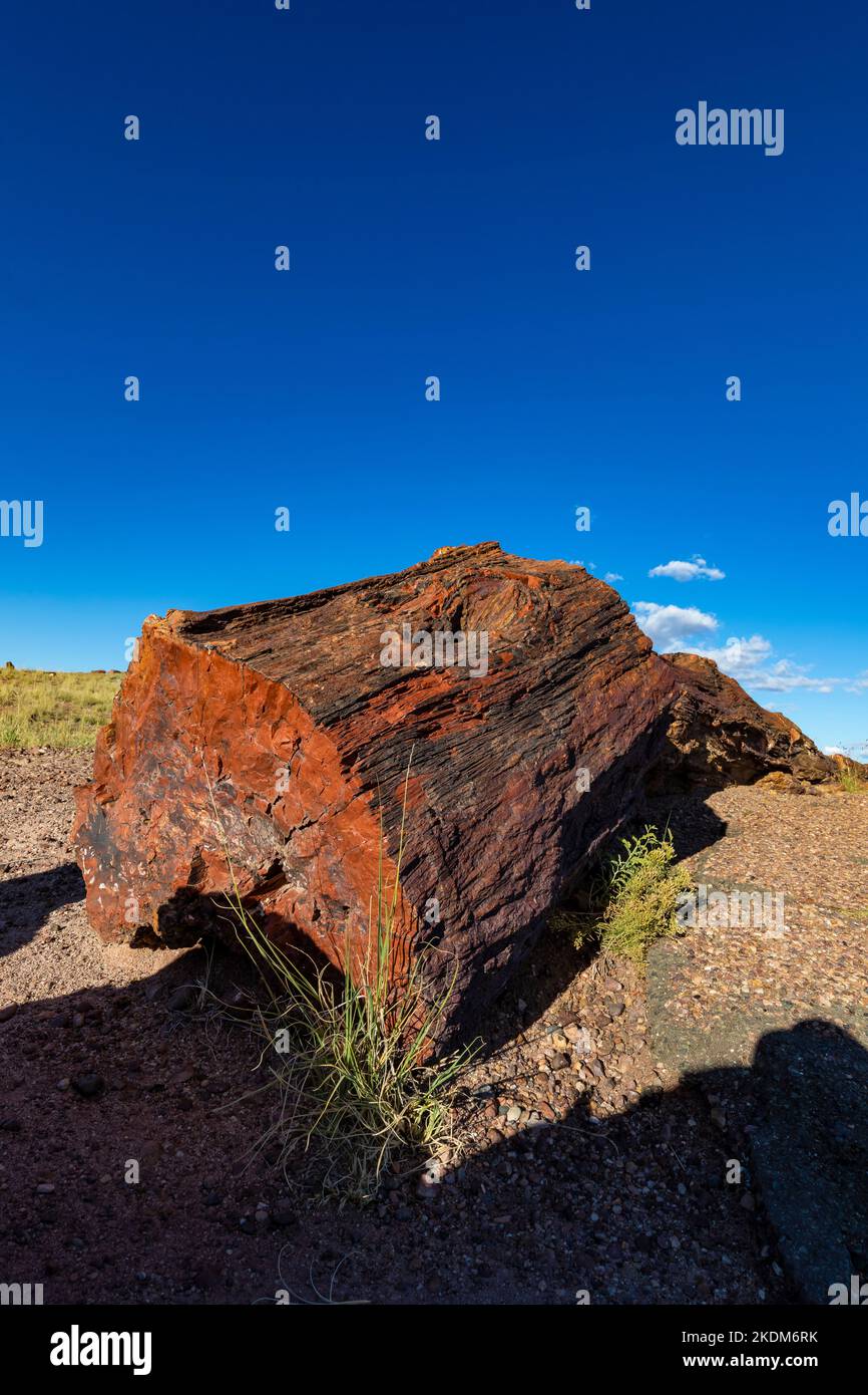 Beautiful petrified wood of the Rainbow Forest along the Giant Logs ...