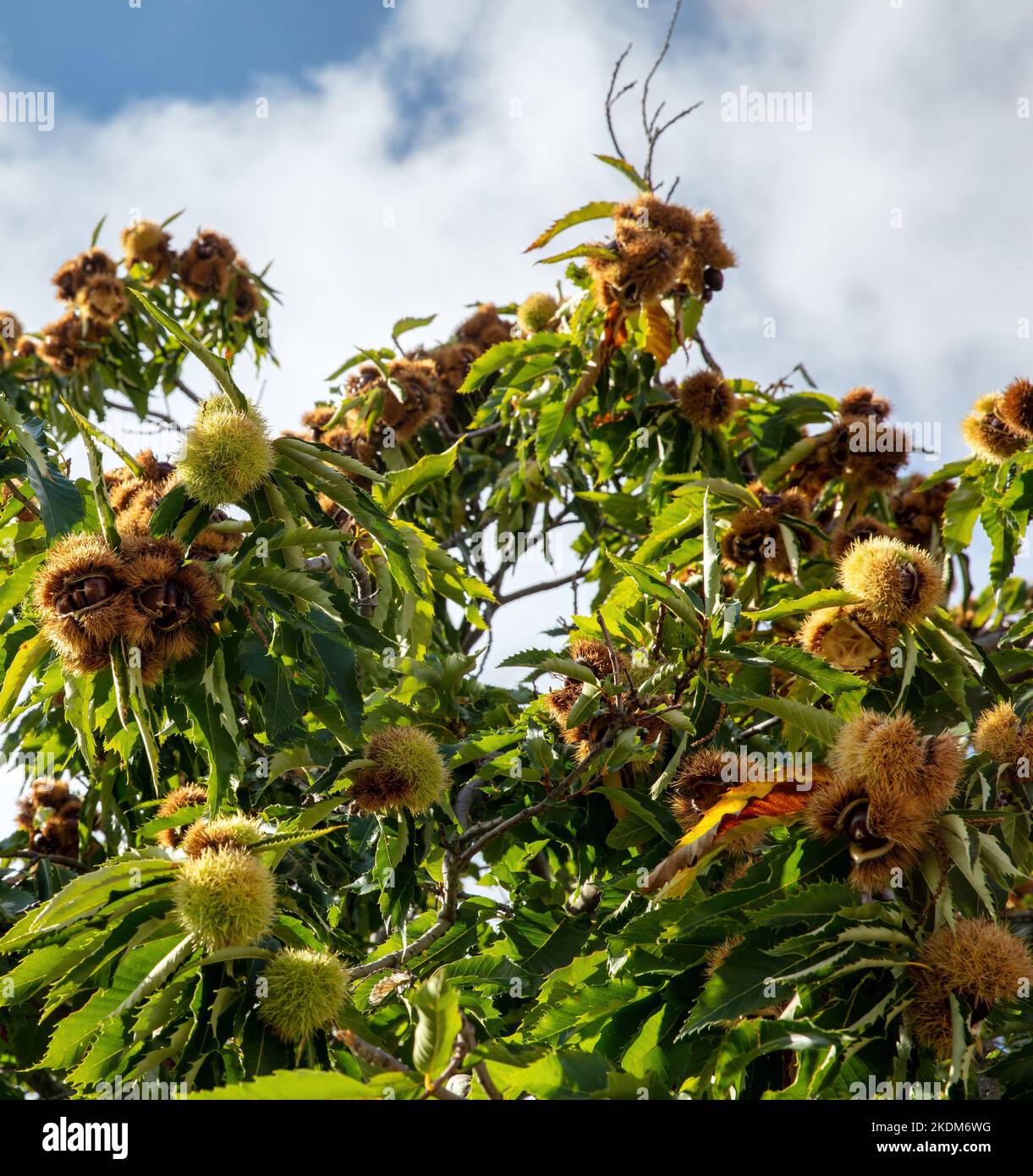 Fruit of sweet chestnut tree hi-res stock photography and images - Alamy