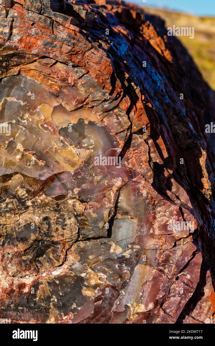 Beautiful petrified wood of the Rainbow Forest along the Giant Logs ...
