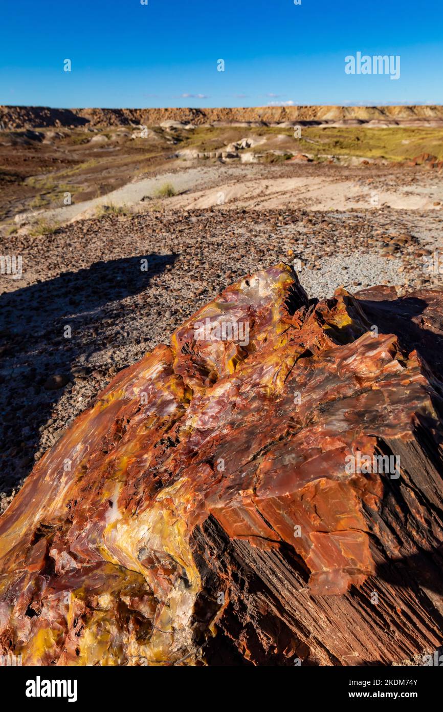 Beautiful petrified wood of the Rainbow Forest along the Giant Logs ...
