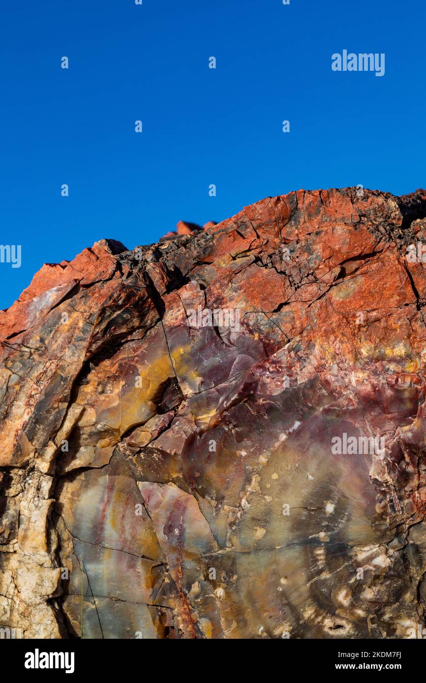 Beautiful petrified wood of the Rainbow Forest along the Giant Logs ...