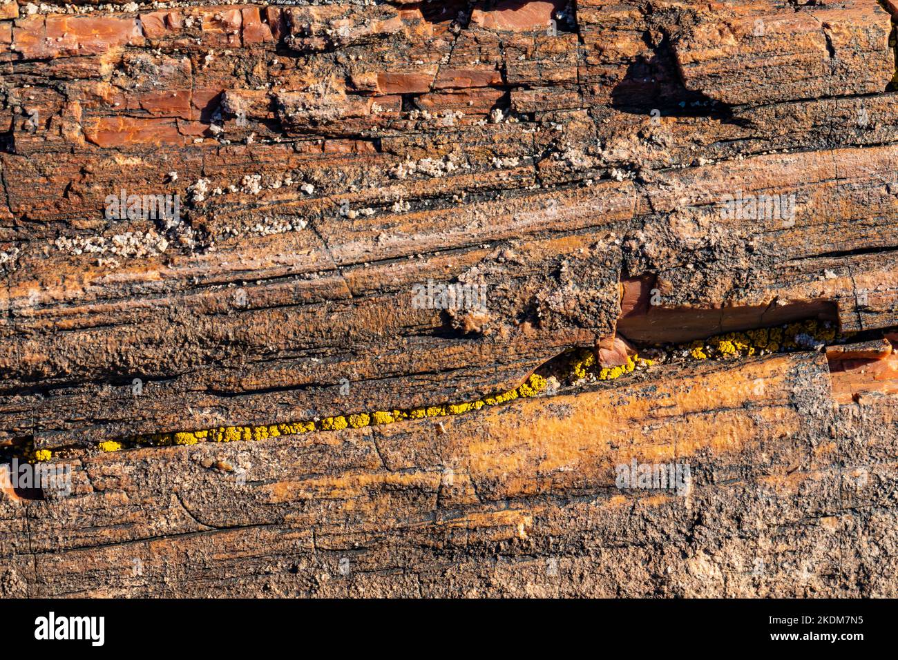 Lichen growing on petrified wood of the Rainbow Forest along the Giant ...