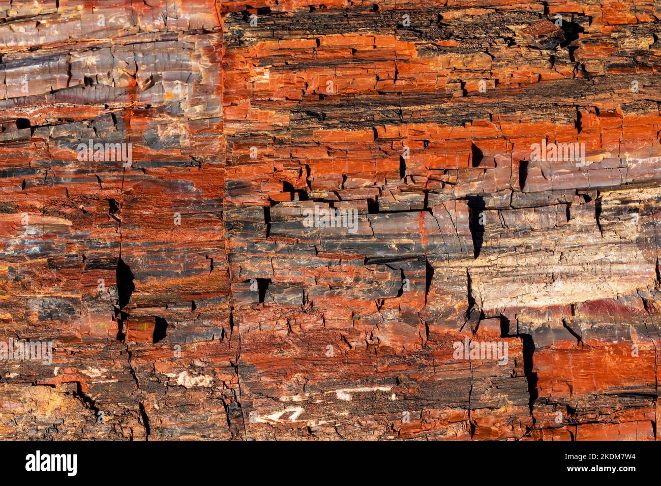 Beautiful petrified wood of the Rainbow Forest along the Giant Logs ...