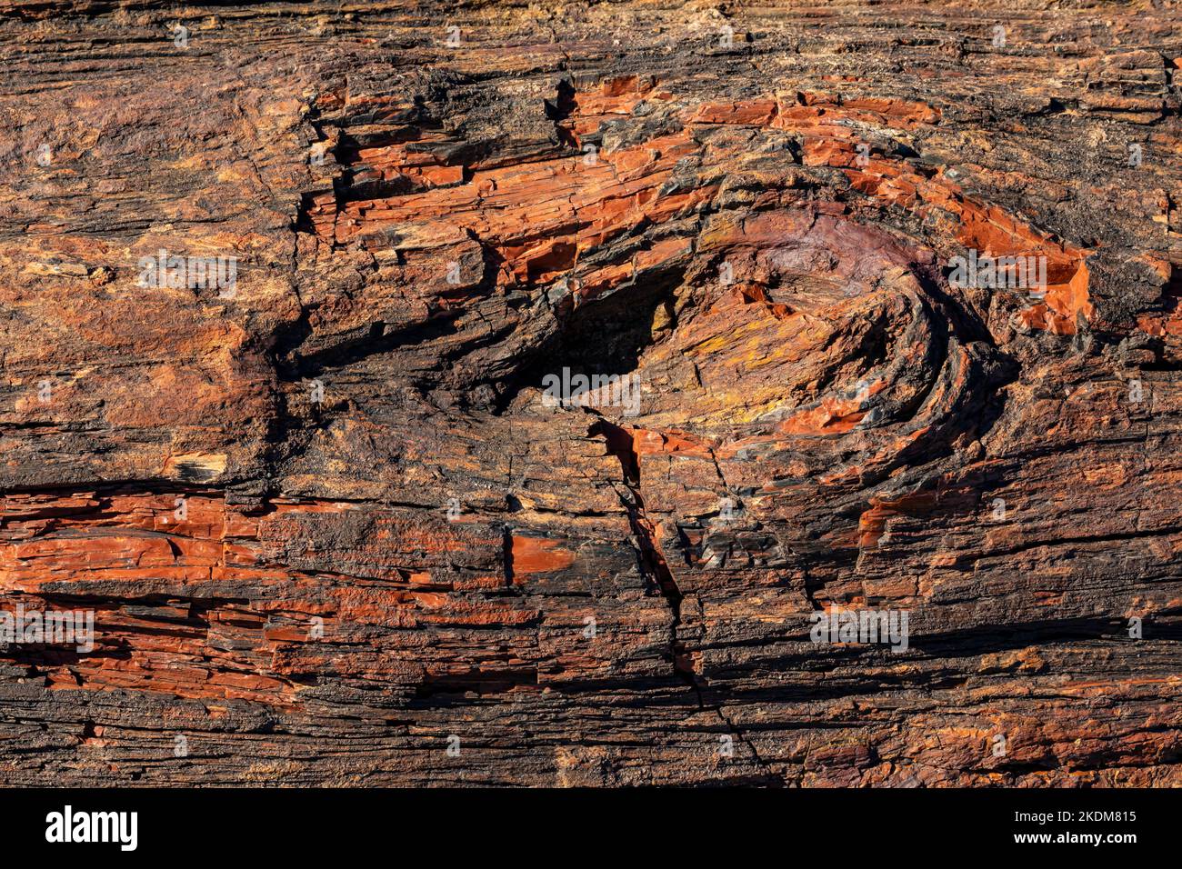 Petrified wood with knot in the Rainbow Forest along the Giant Logs ...
