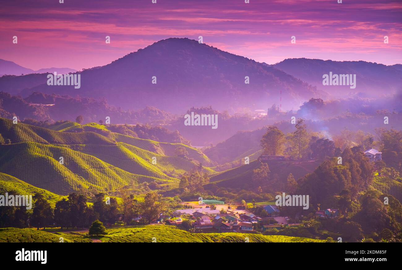 Sunset mountains village on tea plantation hills, bright violet sky ...