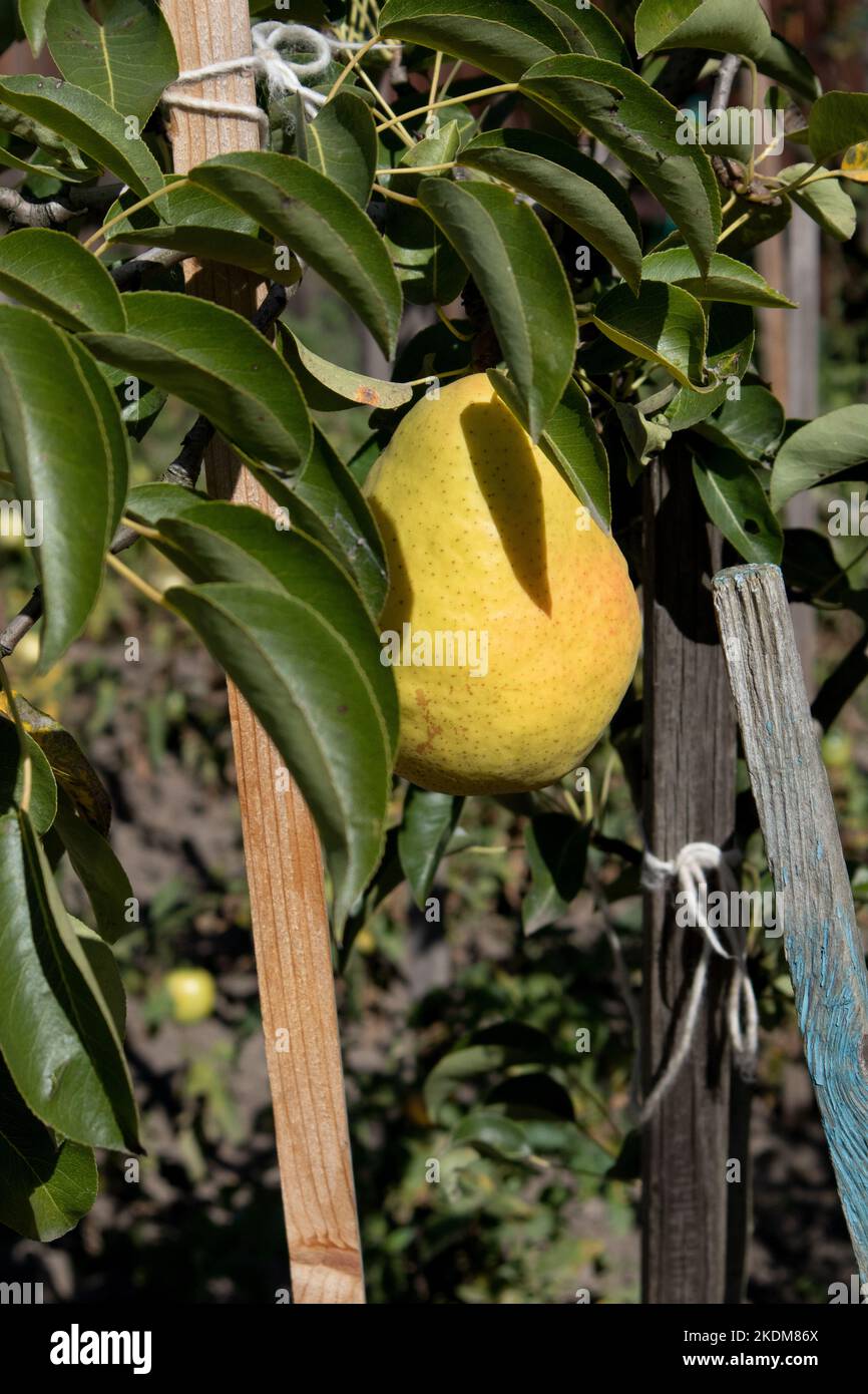 Pear orchard. Ripe pears in the garden ready for harvest at sunny day ...