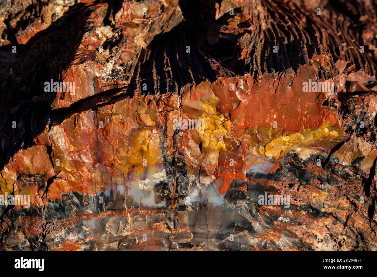 Beautiful petrified wood of the Rainbow Forest along the Giant Logs ...
