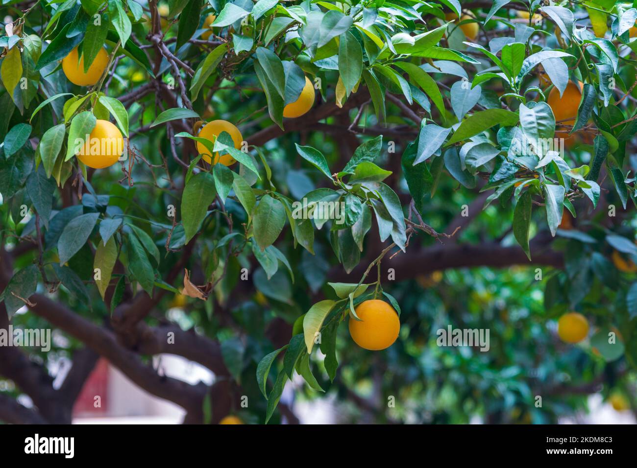 Oranges hanging on a tree, soon to be harvested Stock Photo - Alamy