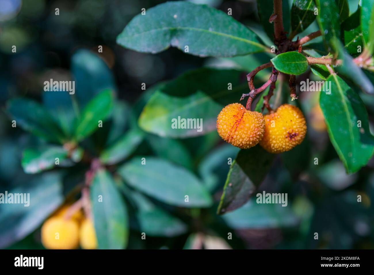 Small yellow berries hanging on a tree in Sunlight Stock Photo - Alamy
